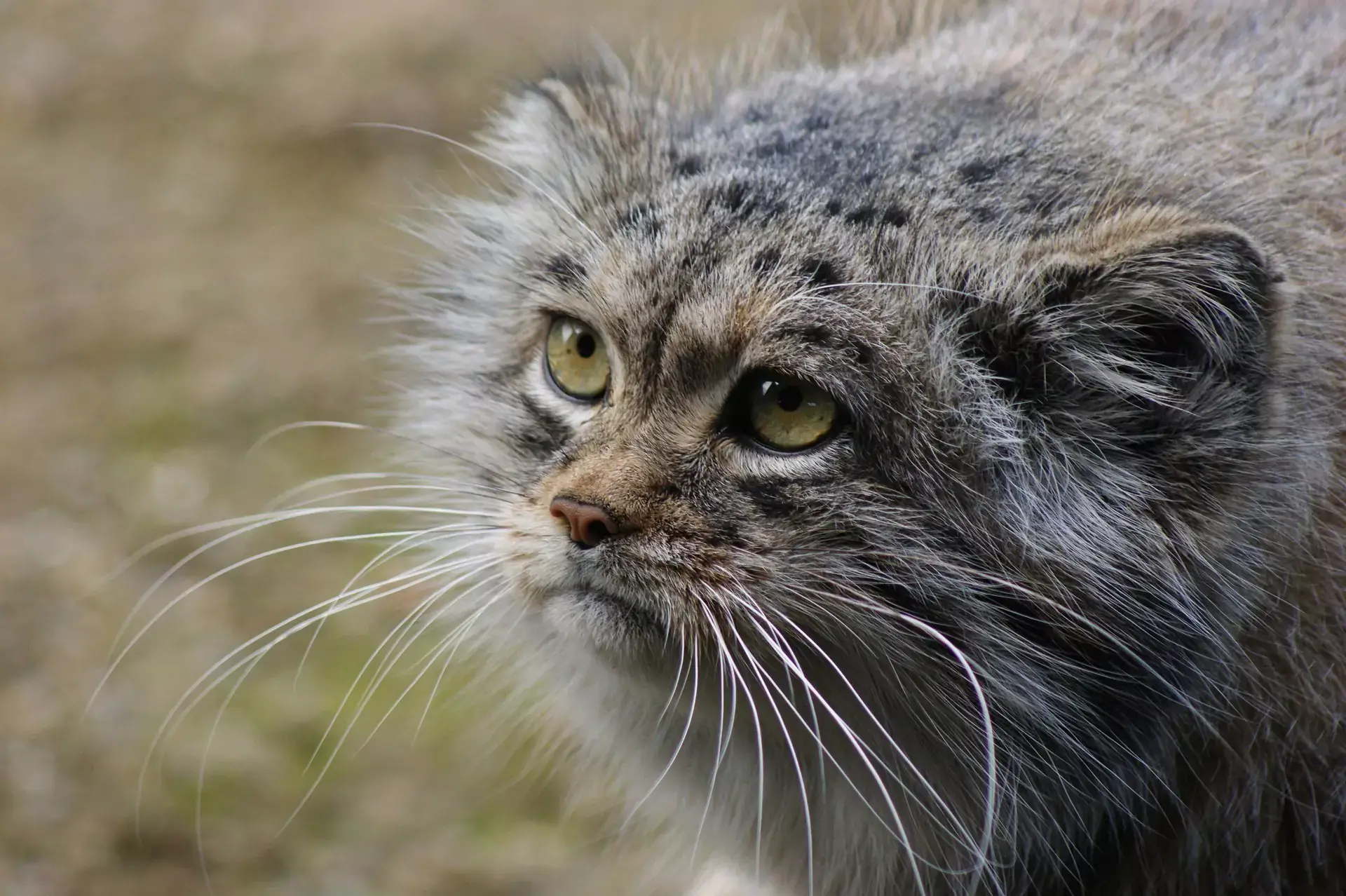 Pallas Cat Day | Heron Lakes Animal Hospital